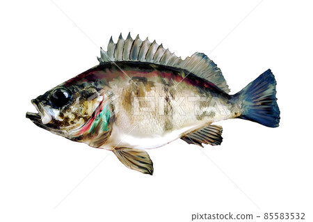 Background transparent rockfish - Stock Illustration [85583532] - PIXTA
