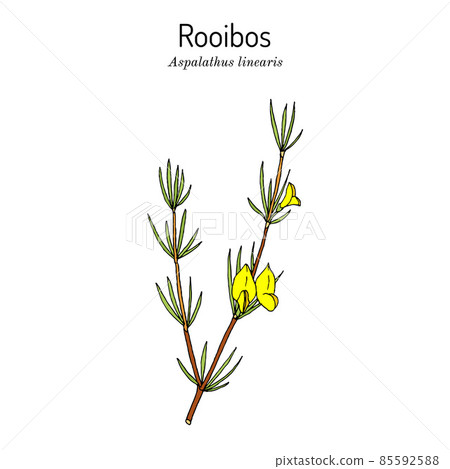 Rooibos Aspalathus linearis , or bush tea plant - Stock Illustration ...