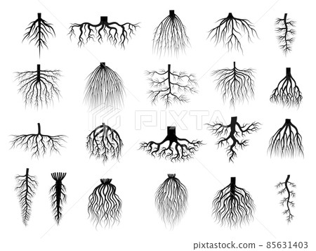 Root plants. Botanical symbols root systems... - Stock Illustration ...