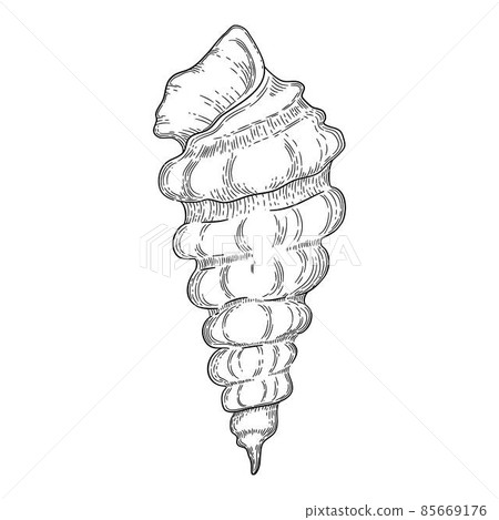 Hand drawn sea shell. Starfish shellfish... - Stock Illustration ...