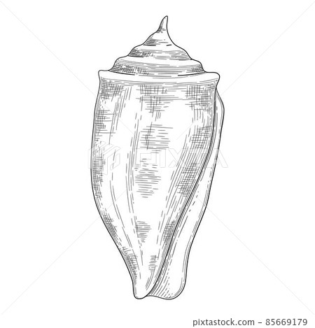 Hand drawn sea shell. Starfish shellfish... - Stock Illustration ...
