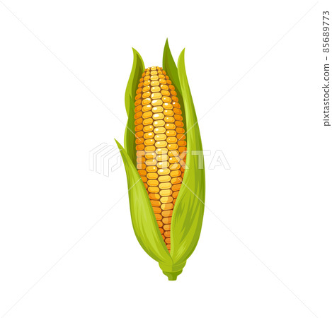 Corn cob isolated yellow maize with leaves.... - Stock Illustration ...