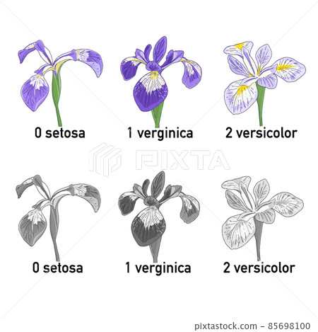 Iris flower (setosa, verginica, vergicolor)... - Stock Illustration ...