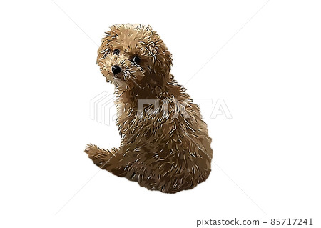A toy poodle puppy looking back - Stock Illustration [85717241] - PIXTA