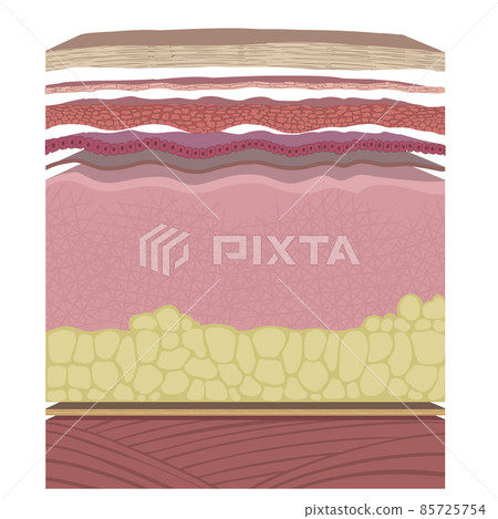 Decomposed view of the skin layer - Stock Illustration [85725754] - PIXTA