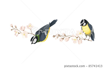 Titmouse birds and blooming twigs of apple or... - Stock Illustration ...