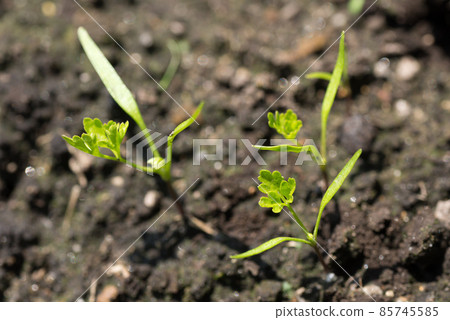 Chervil sprout - Stock Photo [85745585] - PIXTA