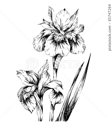 Iris flower line art line art illustration - Stock Illustration ...