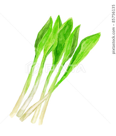 Hand-painted watercolor Urui bundle illustration - Stock Illustration ...