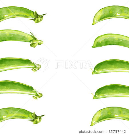 Hand-painted watercolor snap pea illustration... - Stock Illustration ...