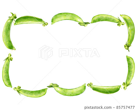Hand drawn watercolor snap pea illustration... - Stock Illustration ...