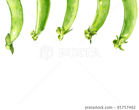 Hand drawn watercolor snap pea illustration... - Stock Illustration ...
