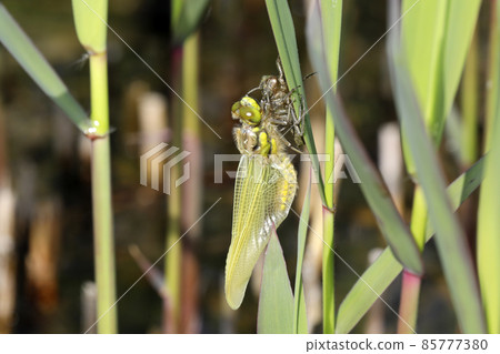 Emergence of Yotsuboshi Tombo - Stock Photo [85777380] - PIXTA