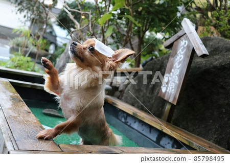 Dog entering the hot spring - Stock Photo [85798495] - PIXTA
