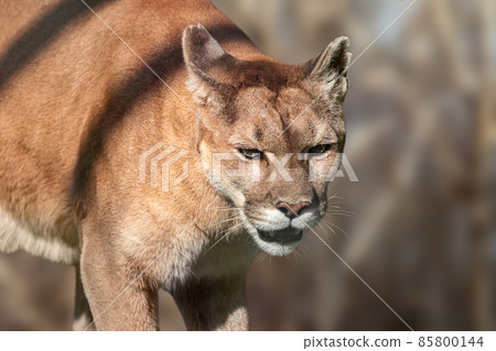 Puma Wild Cat