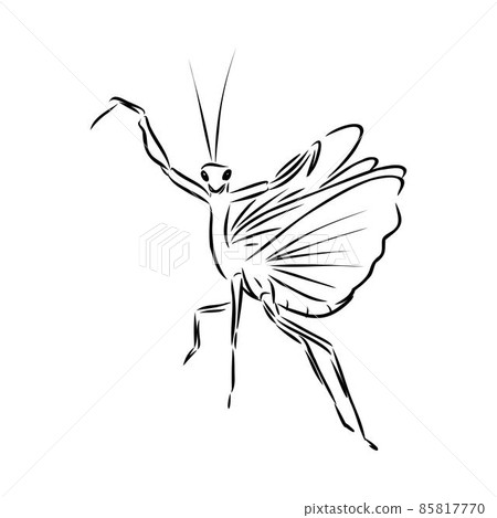 Hand drawing, sketch, mantis on a white background - Stock Illustration ...