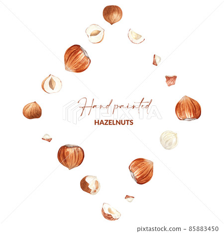 Frame of hazelnuts crop. Raw nuts with shell... - Stock Illustration ...