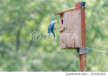 Flying skunk - Stock Photo [85946906] - PIXTA