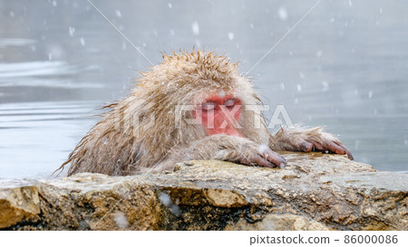 Jigokudani Yaen-Koen Monkey (Snow Monkey) - Stock Photo [86000086] - PIXTA