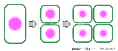 Illustration of cells dividing and proliferating - Stock Illustration ...