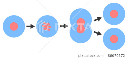 Illustration of cells dividing and proliferating - Stock Illustration ...