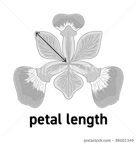Illustration of petal length of iris flower - Stock Illustration ...
