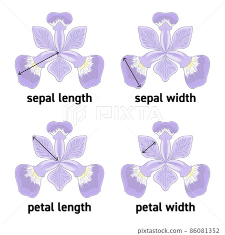 Illustration of the length of the iris flower... - Stock Illustration ...