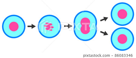 Illustration of cells dividing and proliferating - Stock Illustration ...