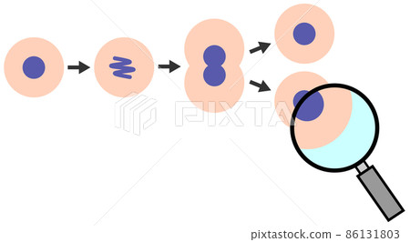 Illustration of cells dividing and proliferating - Stock Illustration ...