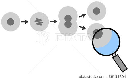 Illustration of cells dividing and proliferating - Stock Illustration ...