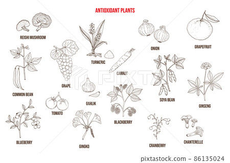 Set of different antioxidant plants - Stock Illustration [86135024] - PIXTA