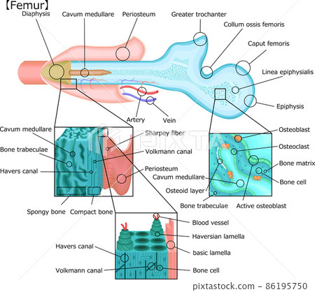 Long bone, femur, illustration, English - Stock Illustration [86195750 ...