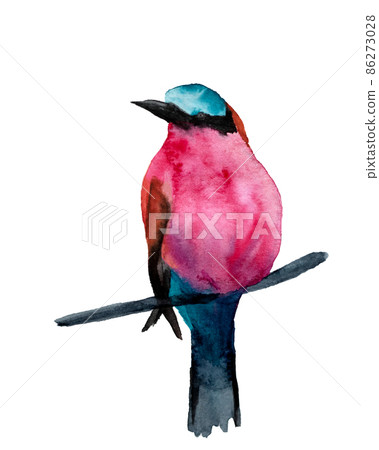 watercolor drawing of Merops nubicus bird... - Stock Illustration ...