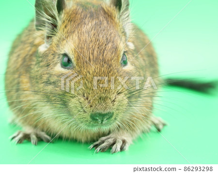 Agouti Color Fascinating Facts About The Wolf Look A Like Dog Agouti