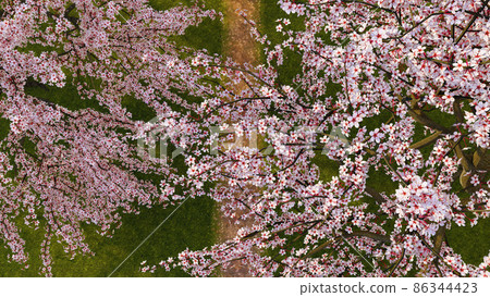 Top view of blooming sakura cherry trees in garden - Stock Illustration ...