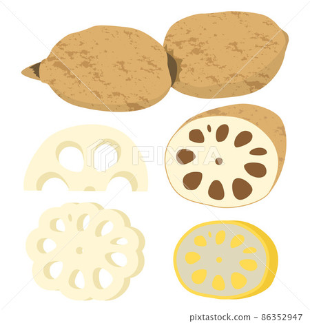 Lotus root illustration - Stock Illustration [86352947] - PIXTA