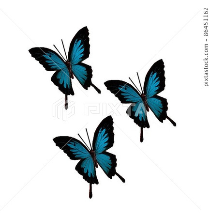 3 blue butterflies - Stock Illustration [86451162] - PIXTA