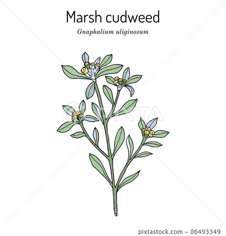 Marsh cudweed Gnaphalium uliginosum , medicinal... - Stock Illustration ...