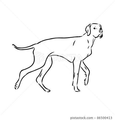Decorative outline portrait of cute pointer dog... - Stock Illustration ...