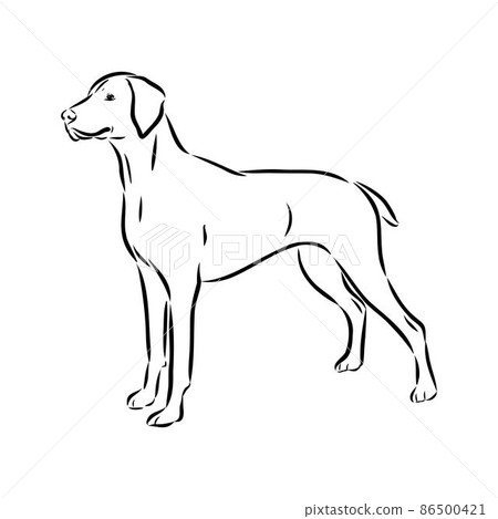 Decorative outline portrait of cute pointer dog... - Stock Illustration ...