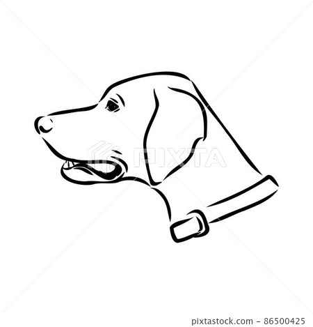 Decorative outline portrait of cute pointer dog... - Stock Illustration ...