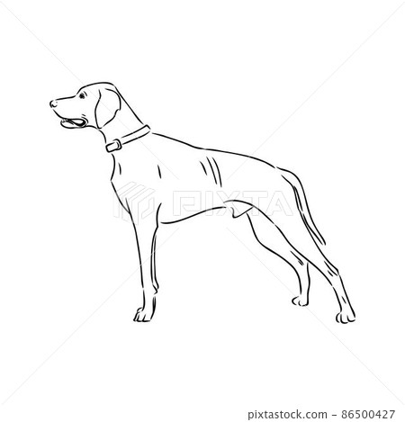Decorative outline portrait of cute pointer dog... - Stock Illustration ...