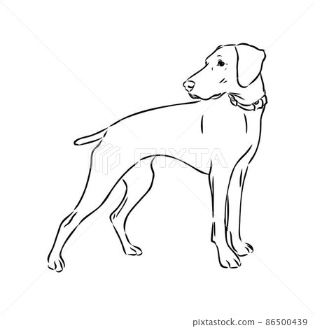 Decorative outline portrait of cute pointer dog... - Stock Illustration ...