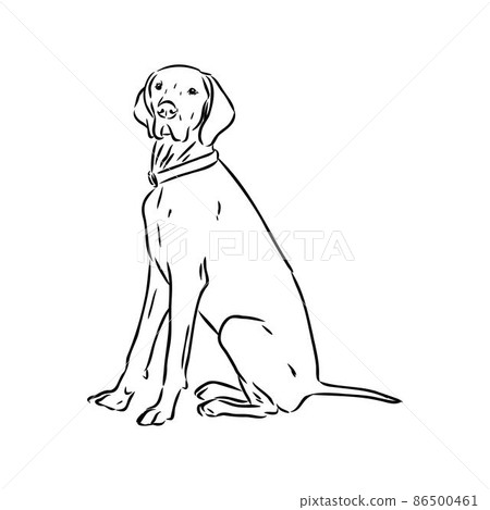 Decorative outline portrait of cute pointer dog... - Stock Illustration ...
