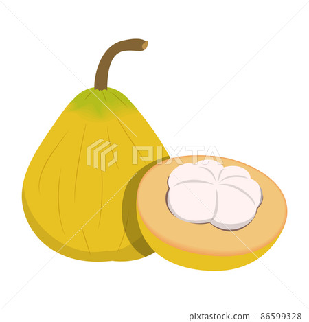 Santol fruit vector isolated. Tropical ripe... - Stock Illustration ...