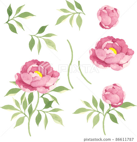 Peony parts drawn in watercolor - Stock Illustration [86611787] - PIXTA