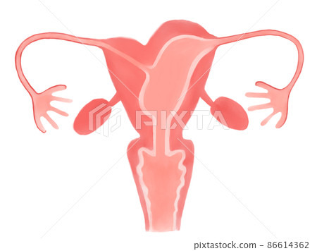 Types of uterine morphology (Class U4... - Stock Illustration [86614362 ...