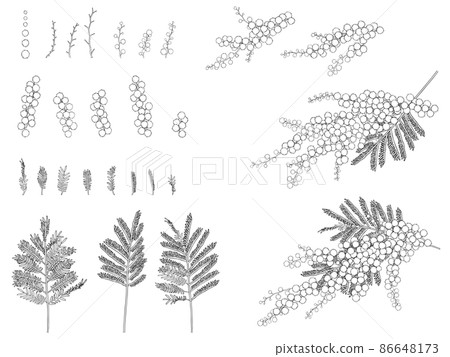 Mimosa illustration set (black line drawing) - Stock Illustration ...