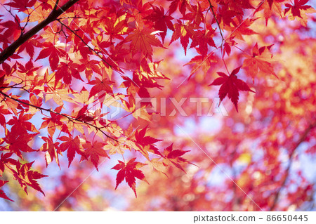Walk through Shakujo Lake in Kinshu - Stock Photo [86650445] - PIXTA