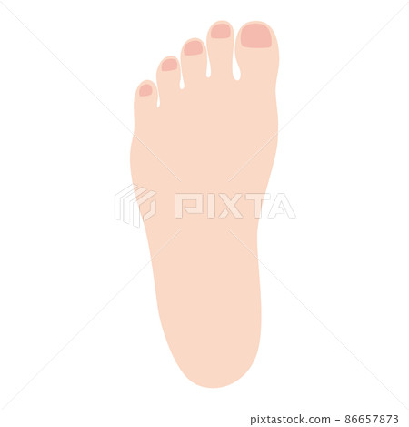Female left instep - Stock Illustration [86657873] - PIXTA